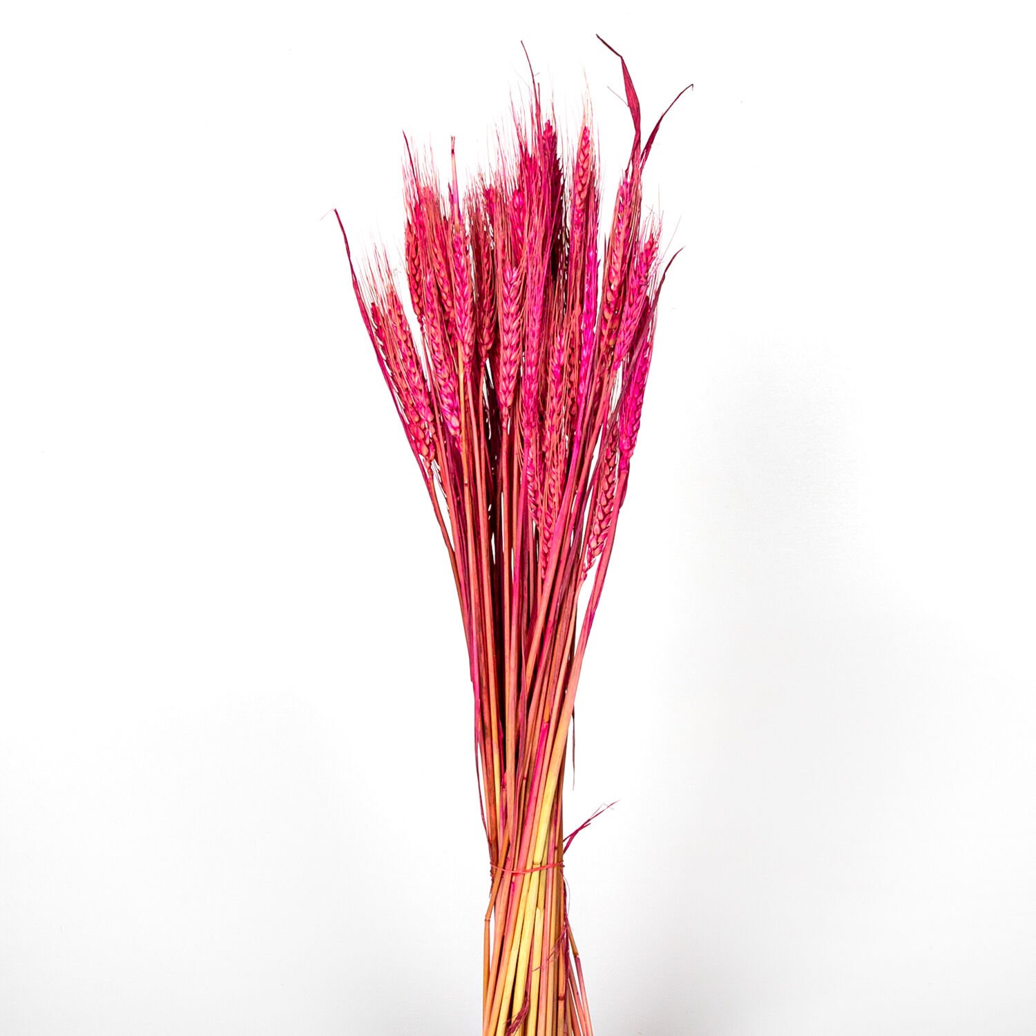 Kuru Bitki Başak Fuşya 60 Cm. - Kuru Çiçek ve Bitki | Herdekora.com